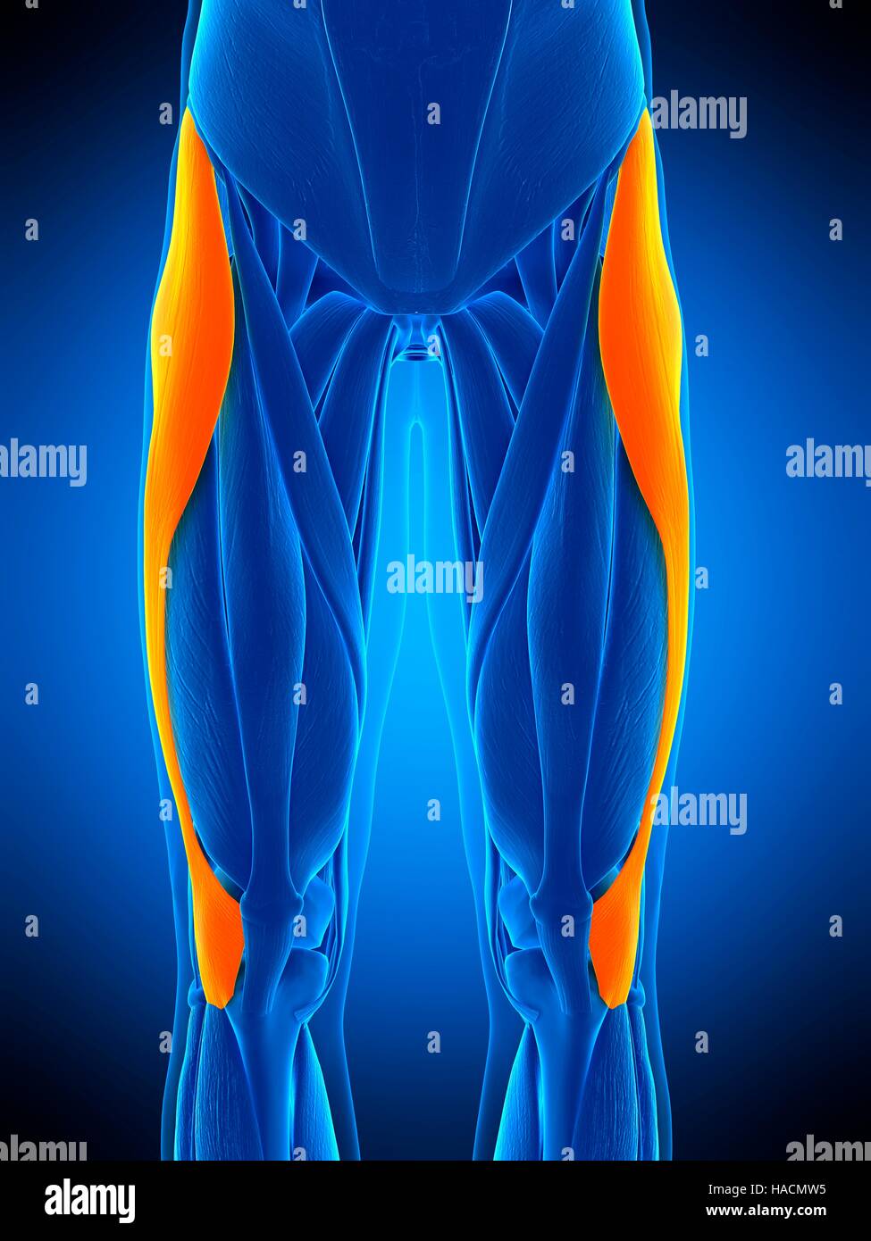 Tensor fascia lata hi-res stock photography and images - Alamy