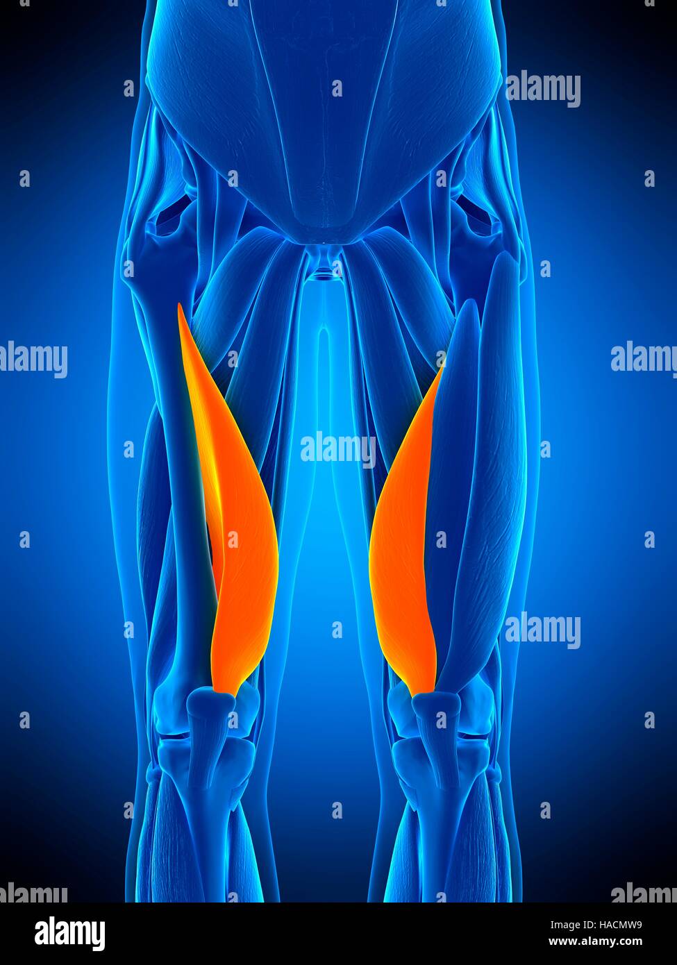 Illustration of the vastus medialis muscle Stock Photo - Alamy