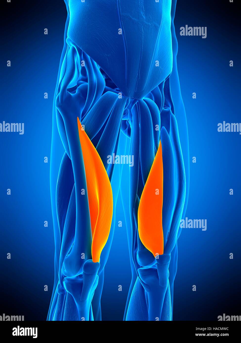 Illustration of the vastus medialis muscle Stock Photo - Alamy