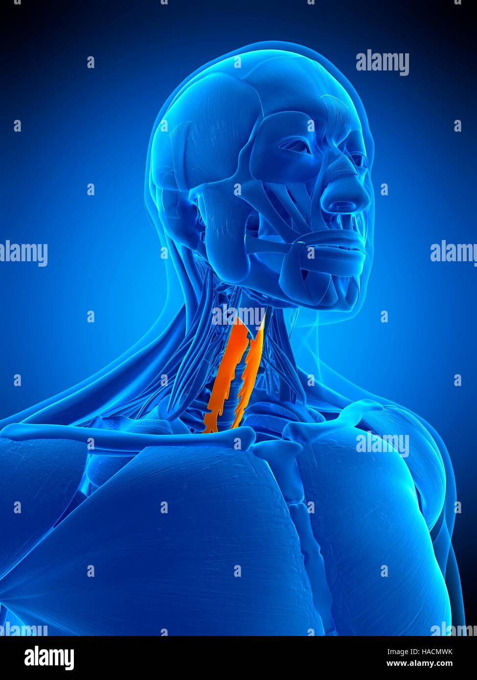 Illustration of the longus colli muscle Stock Photo - Alamy