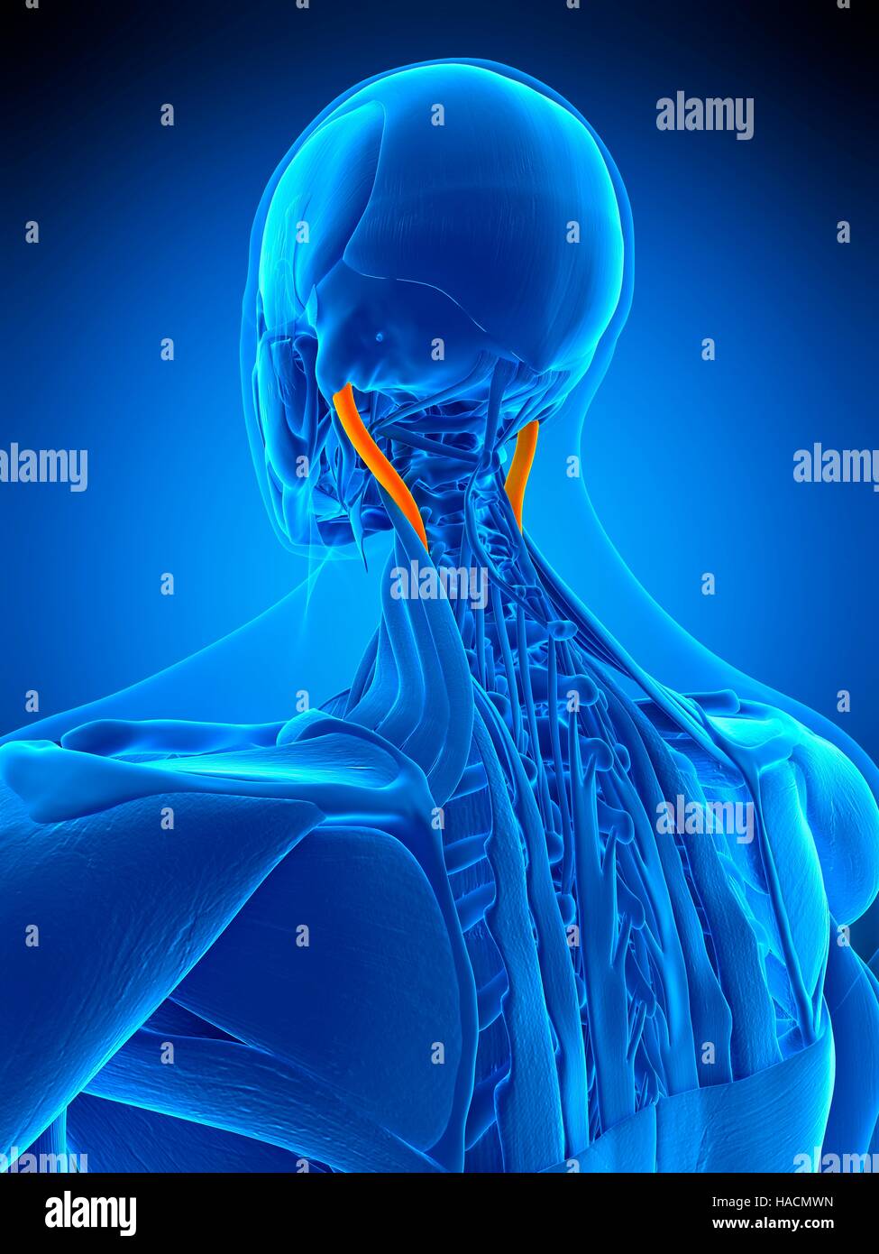 Illustration of the longissimus capitis muscle Stock Photo - Alamy