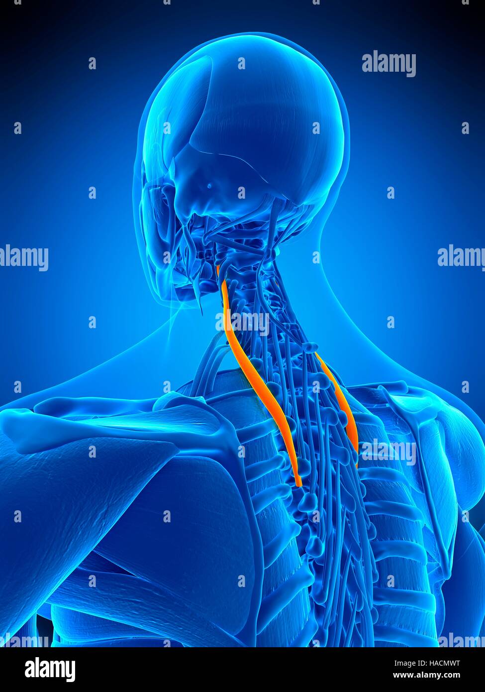 Illustration of the longissimus muscle Stock Photo - Alamy