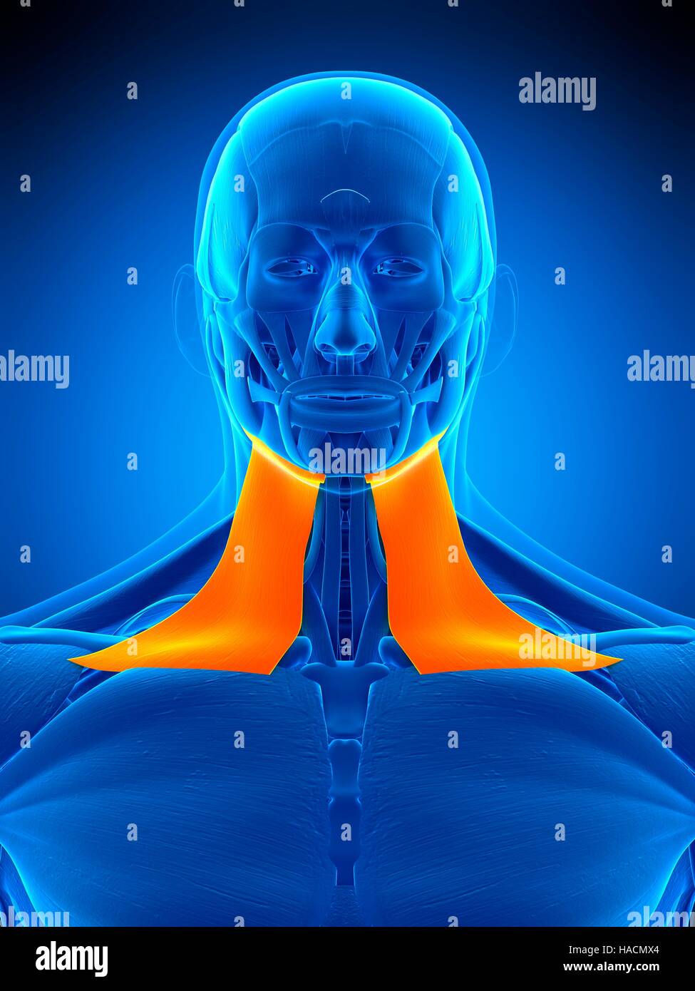 Illustration of the platysma muscle Stock Photo - Alamy