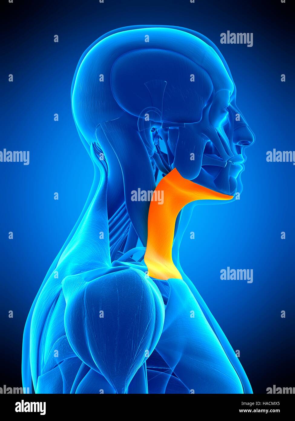 Platysma High Resolution Stock Photography and Images - Alamy