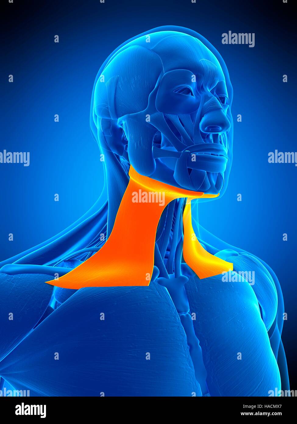 Platysma High Resolution Stock Photography and Images - Alamy