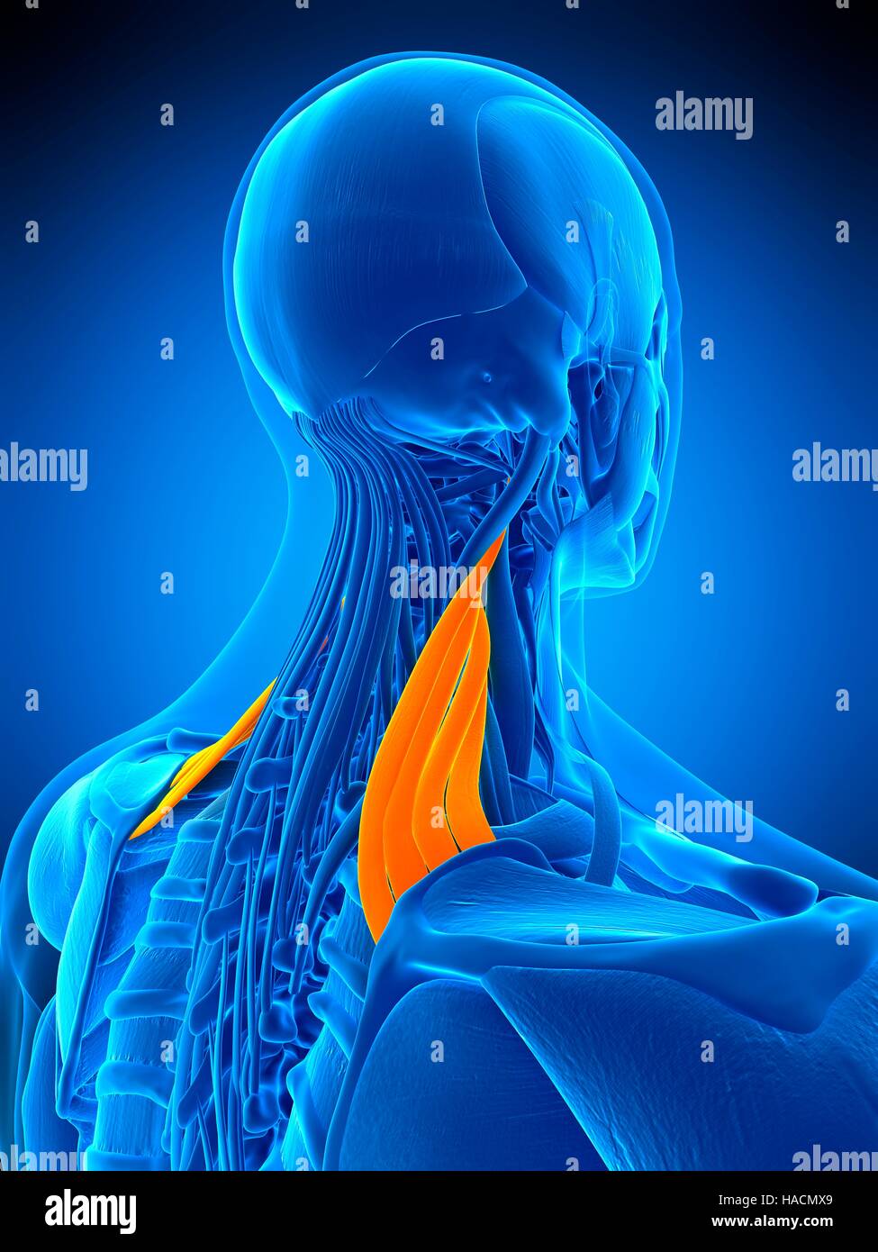 Levator scapularis hi-res stock photography and images - Alamy