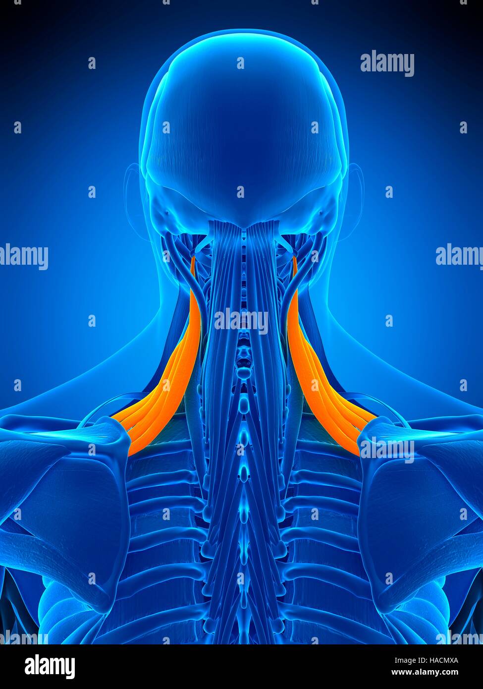 Illustration of the levator scapularis muscle Stock Photo - Alamy