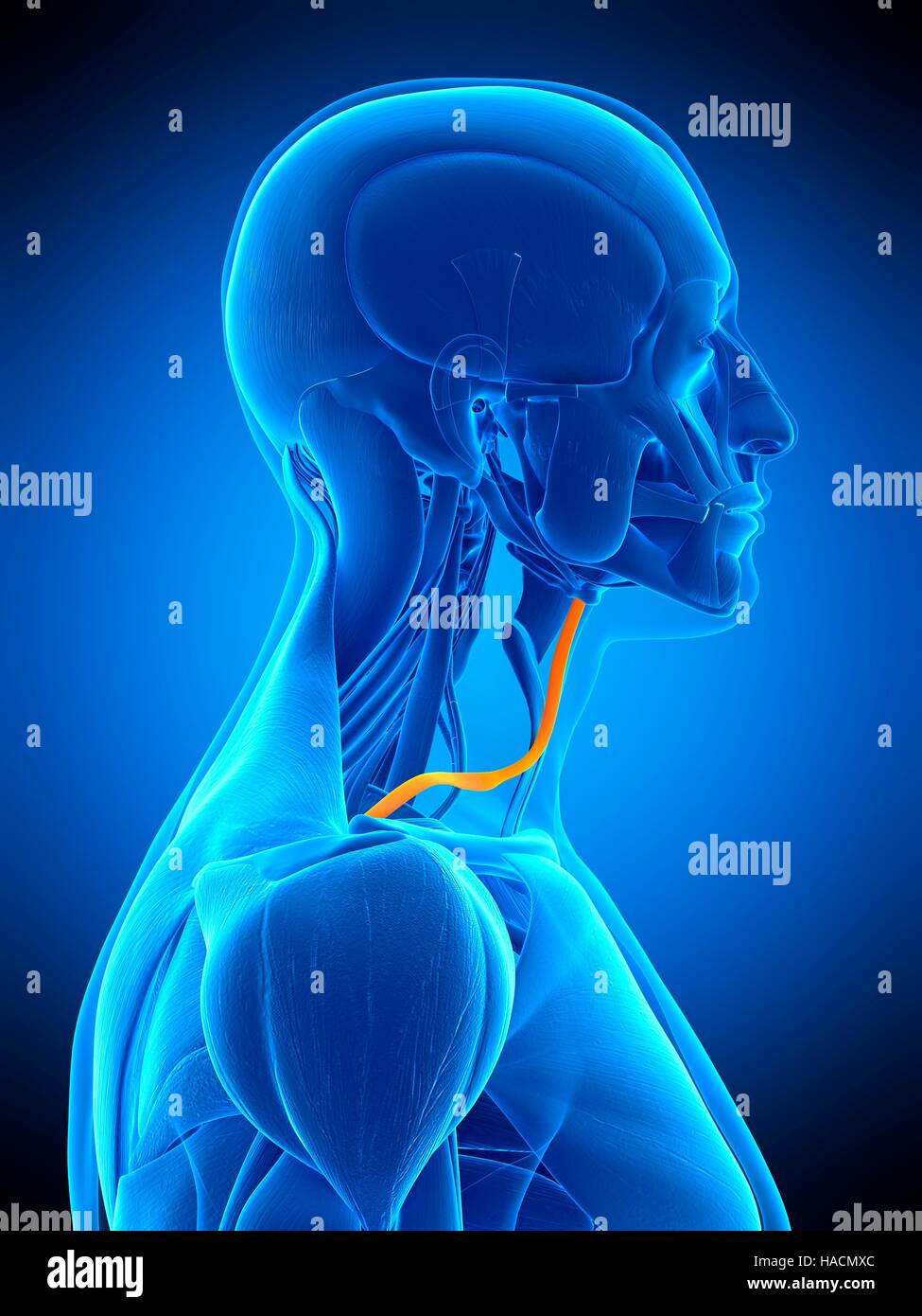 Illustration of the omohyoid muscle Stock Photo - Alamy