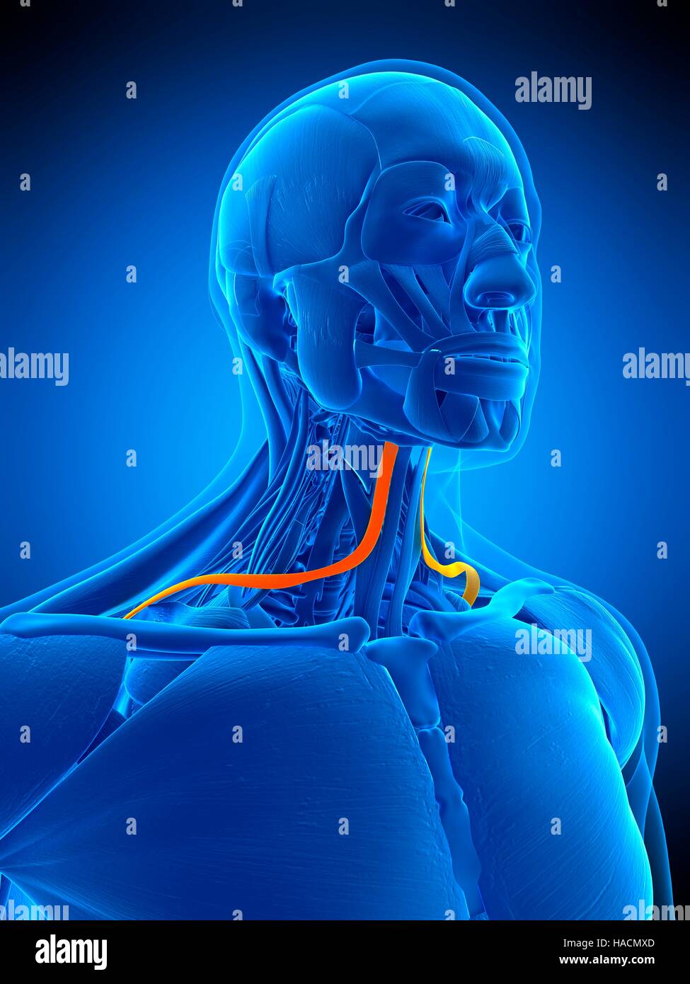 Illustration of the omohyoid muscle Stock Photo - Alamy