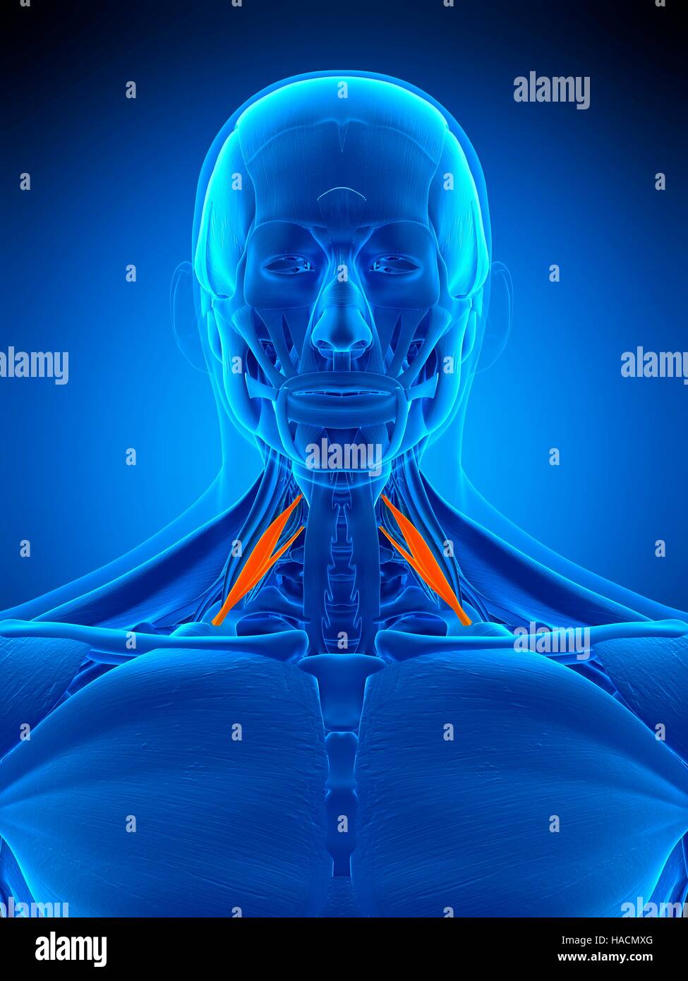 Illustration of the scalene anterior muscle Stock Photo - Alamy