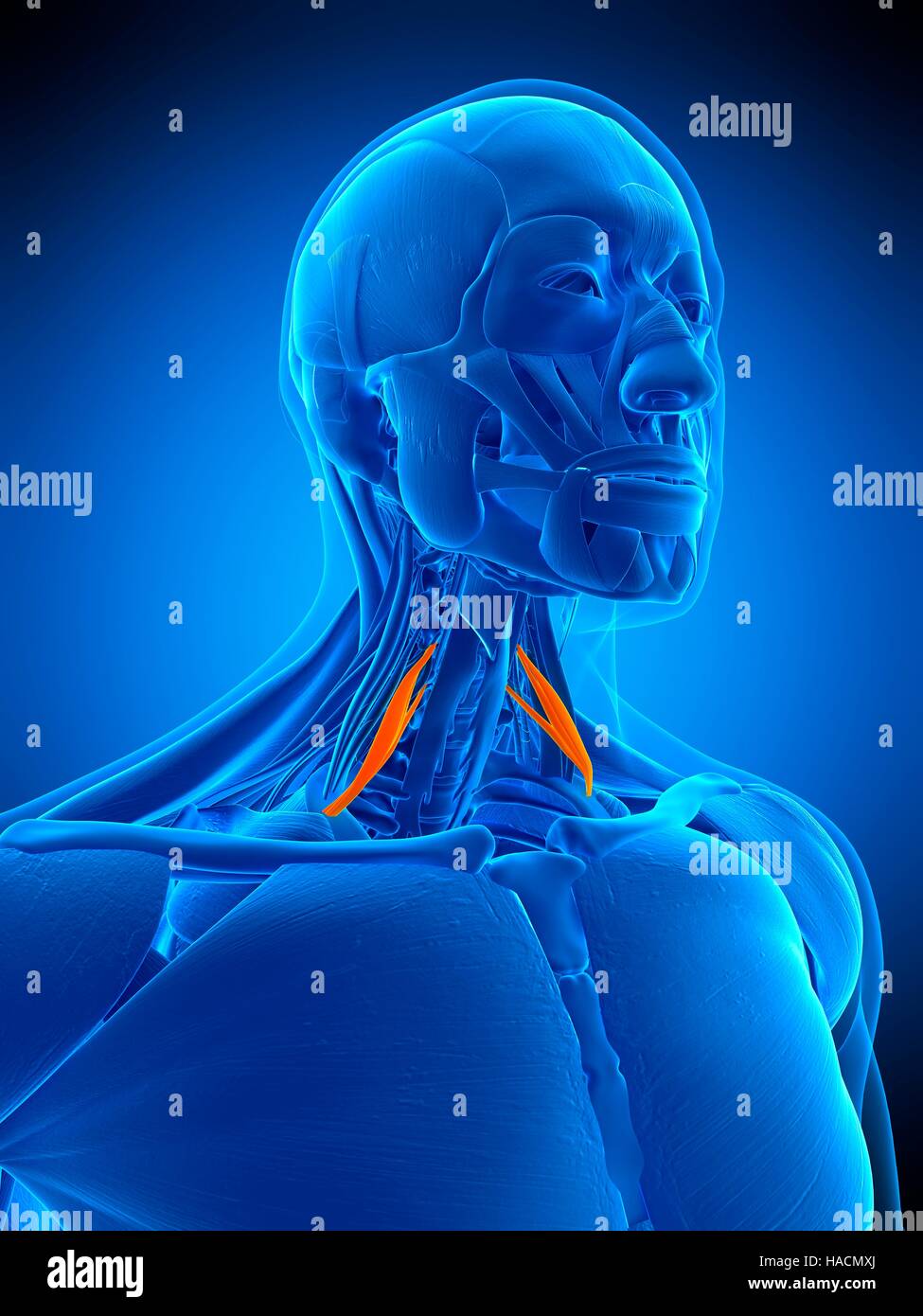 Illustration of the scalene anterior muscle Stock Photo - Alamy