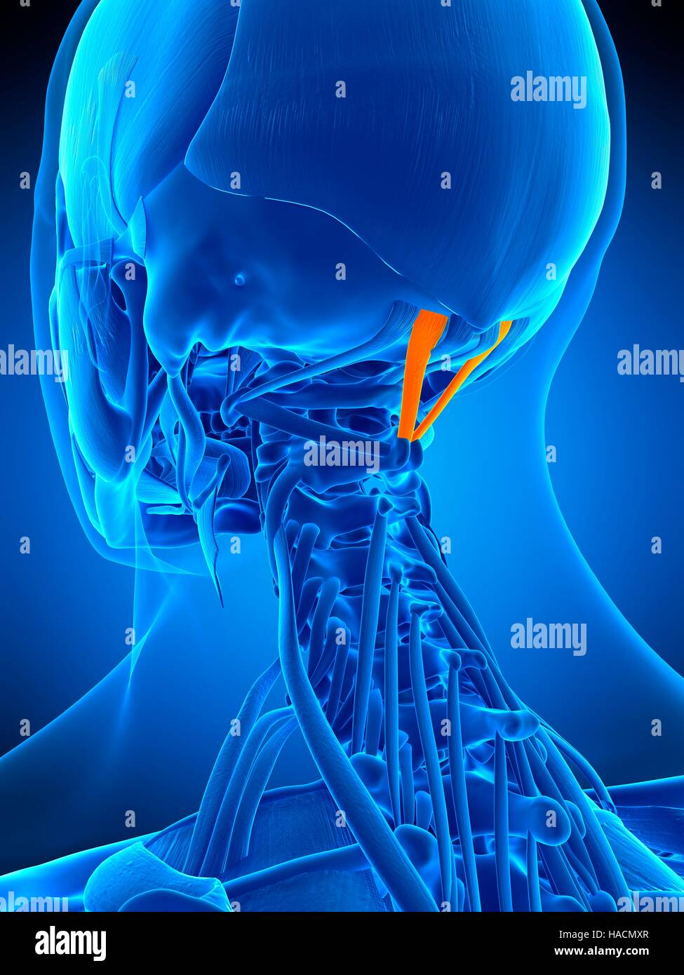 Rectus capitis posterior major hi-res stock photography and images - Alamy