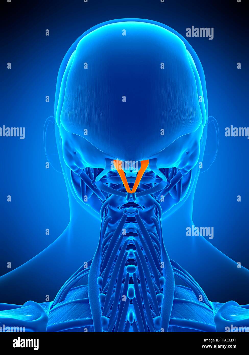 Illustration of the rectus capitis posterior major muscle Stock Photo ...