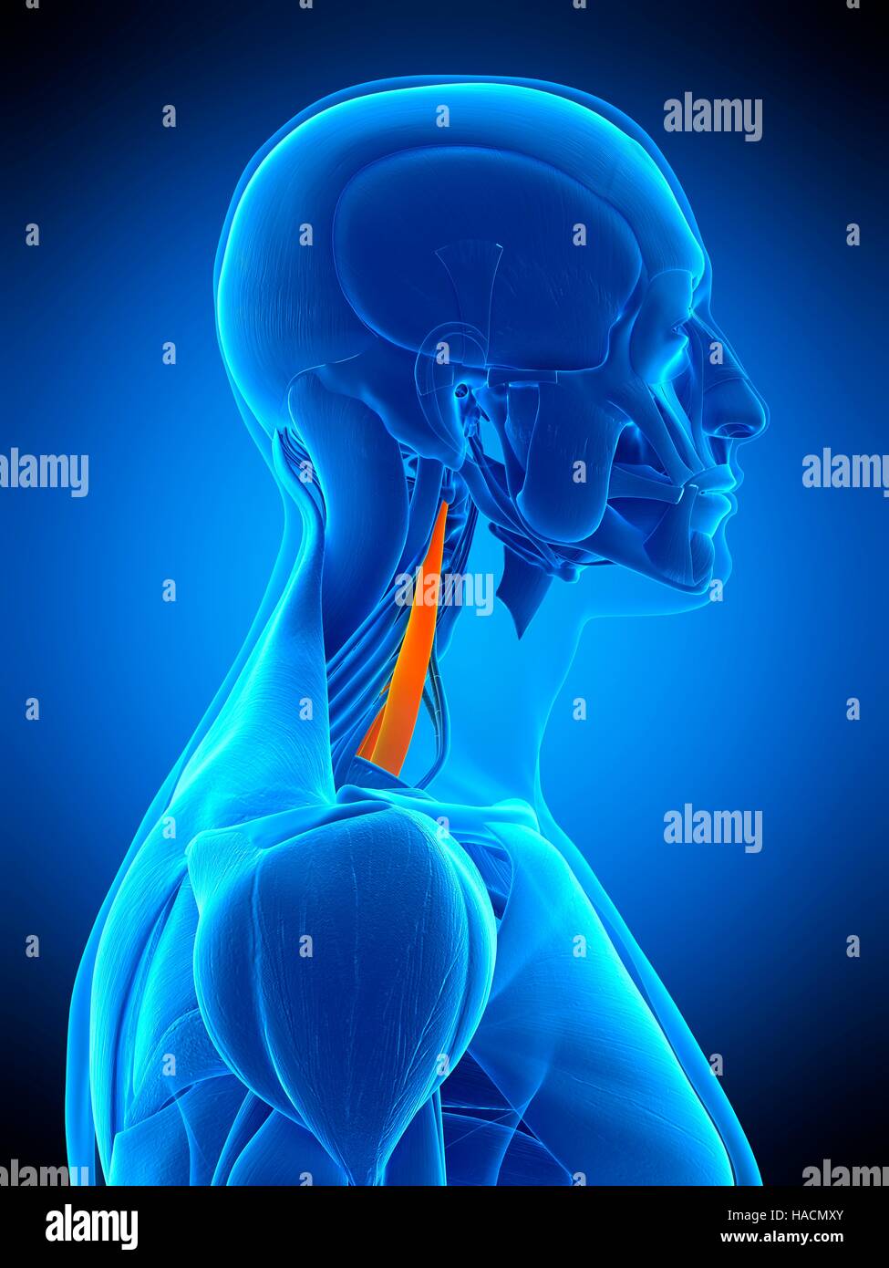 Illustration of the middle scalene muscle Stock Photo - Alamy