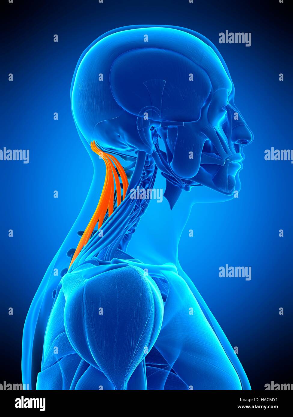 Illustration of the semispinalis capitis muscle Stock Photo - Alamy