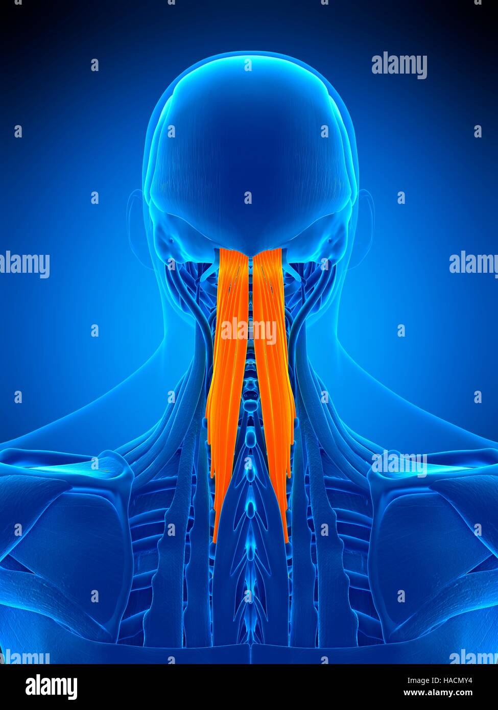 Illustration of the semispinalis capitis muscle Stock Photo - Alamy