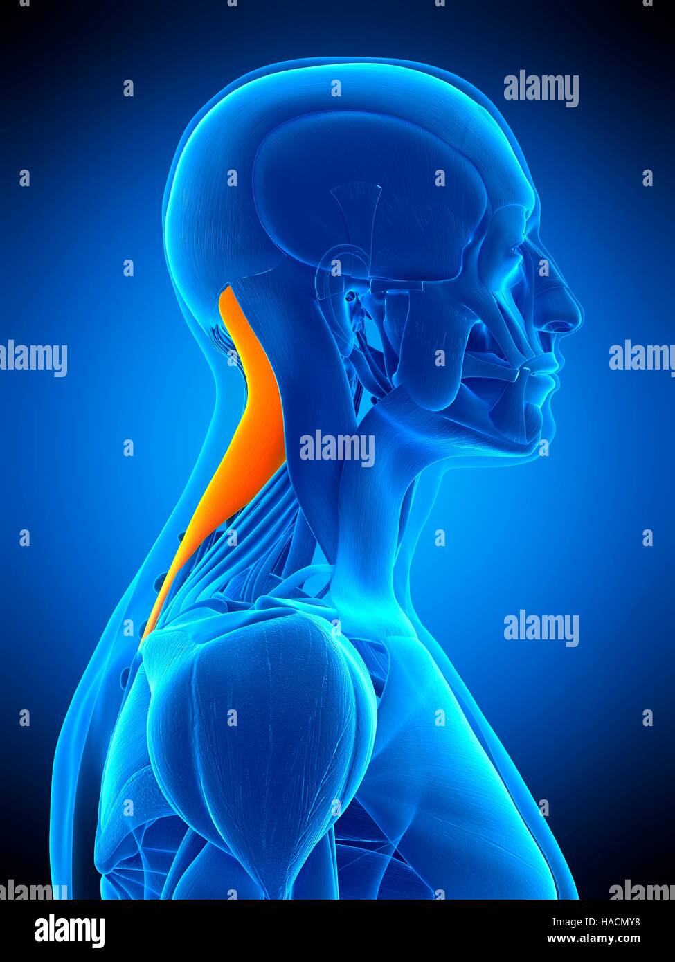 Splenius capitis muscle hi-res stock photography and images - Alamy