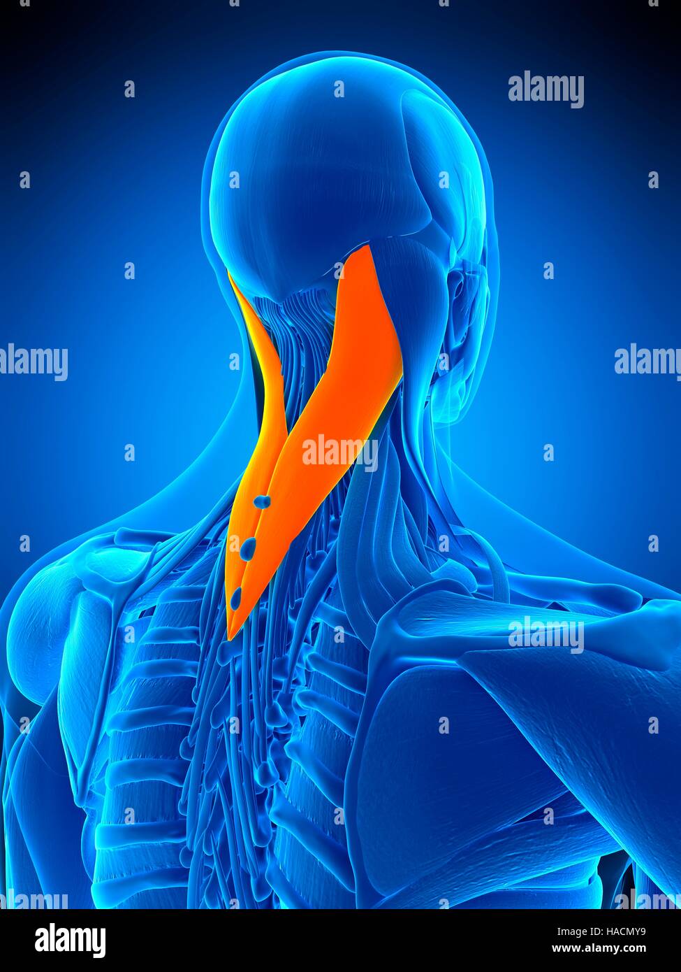 Splenius capitis muscle hi-res stock photography and images - Alamy