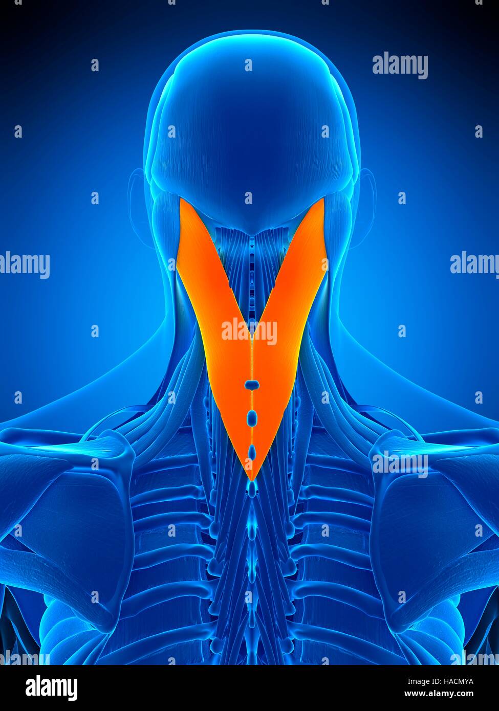 Illustration of the splenius capitis muscle Stock Photo - Alamy