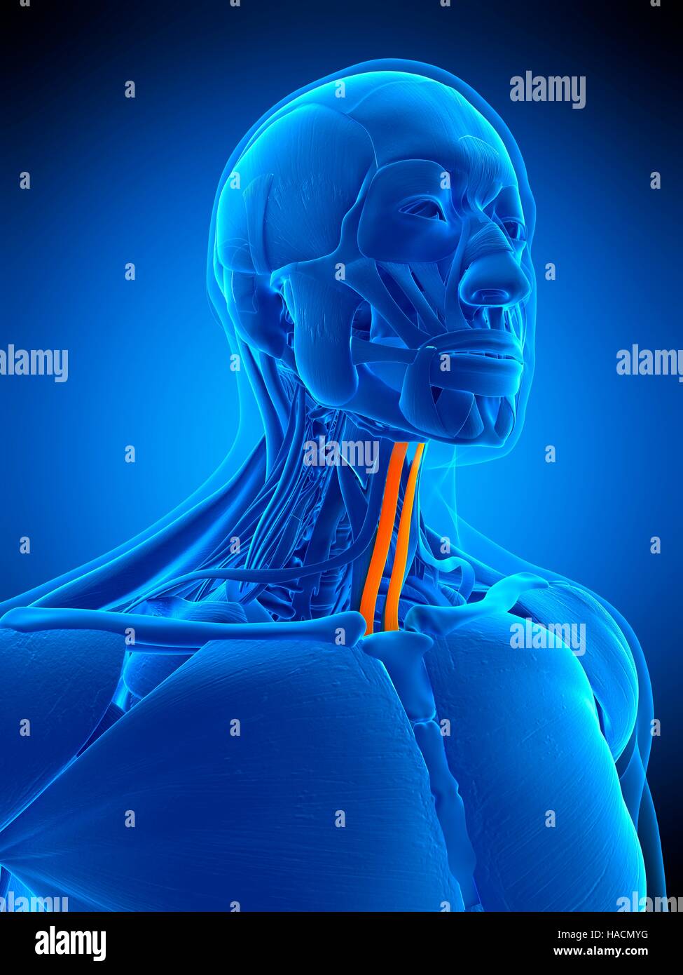 Illustration of the sternohyoid muscle Stock Photo - Alamy
