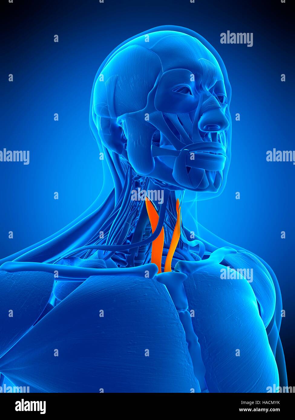 Sternothyroid