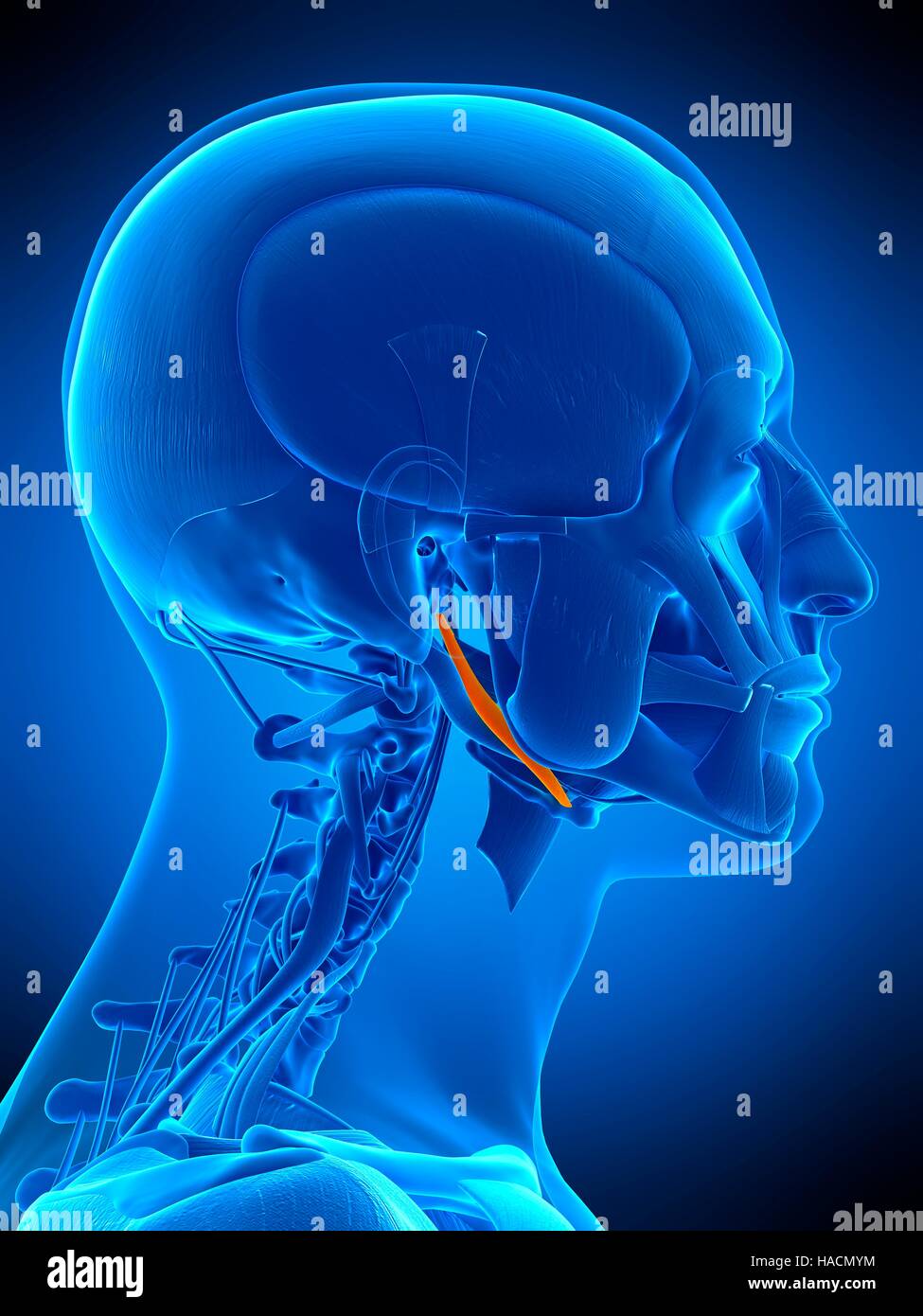 Illustration of the stylohyoid muscle Stock Photo - Alamy