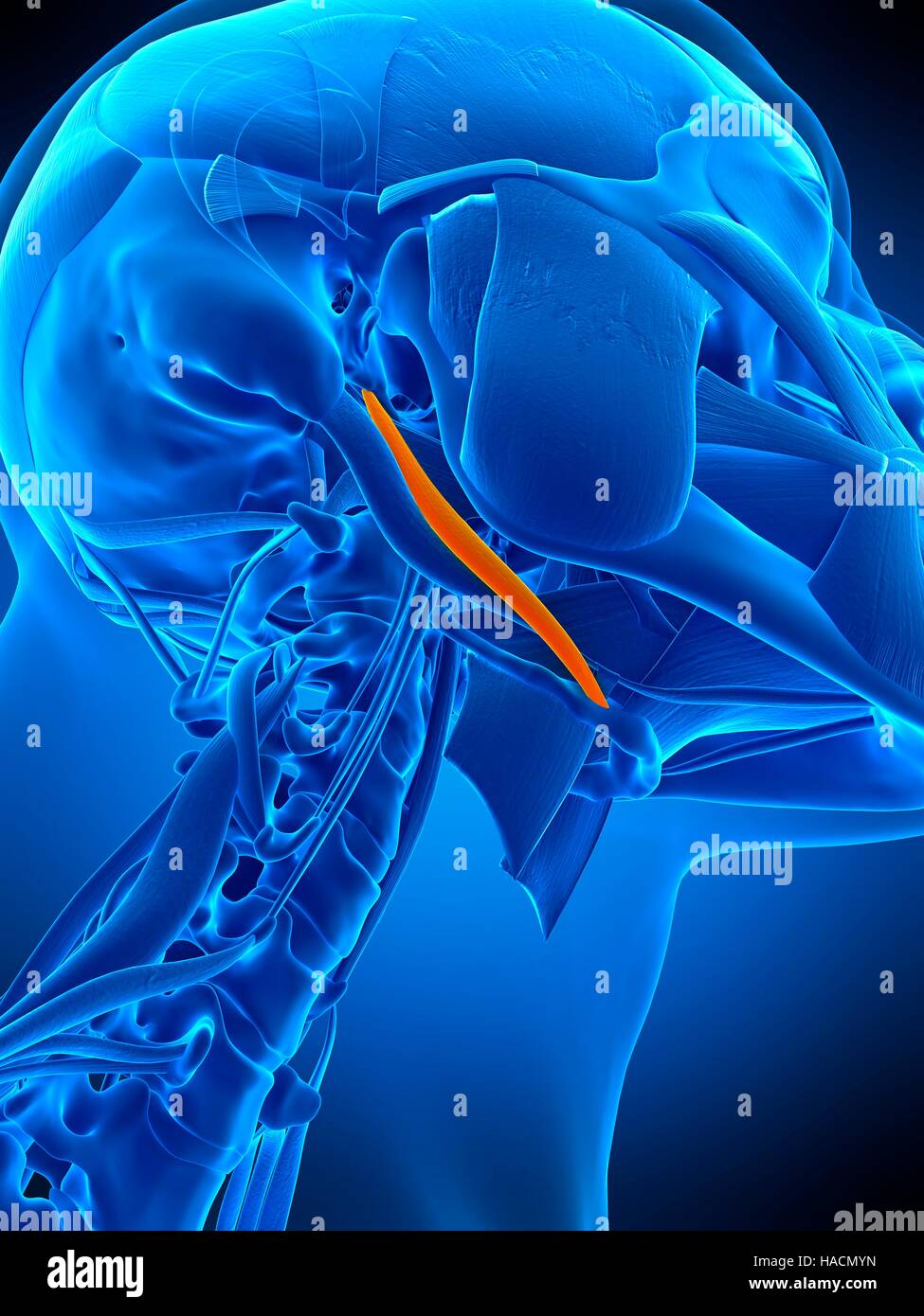 Illustration of the stylohyoid muscle Stock Photo - Alamy