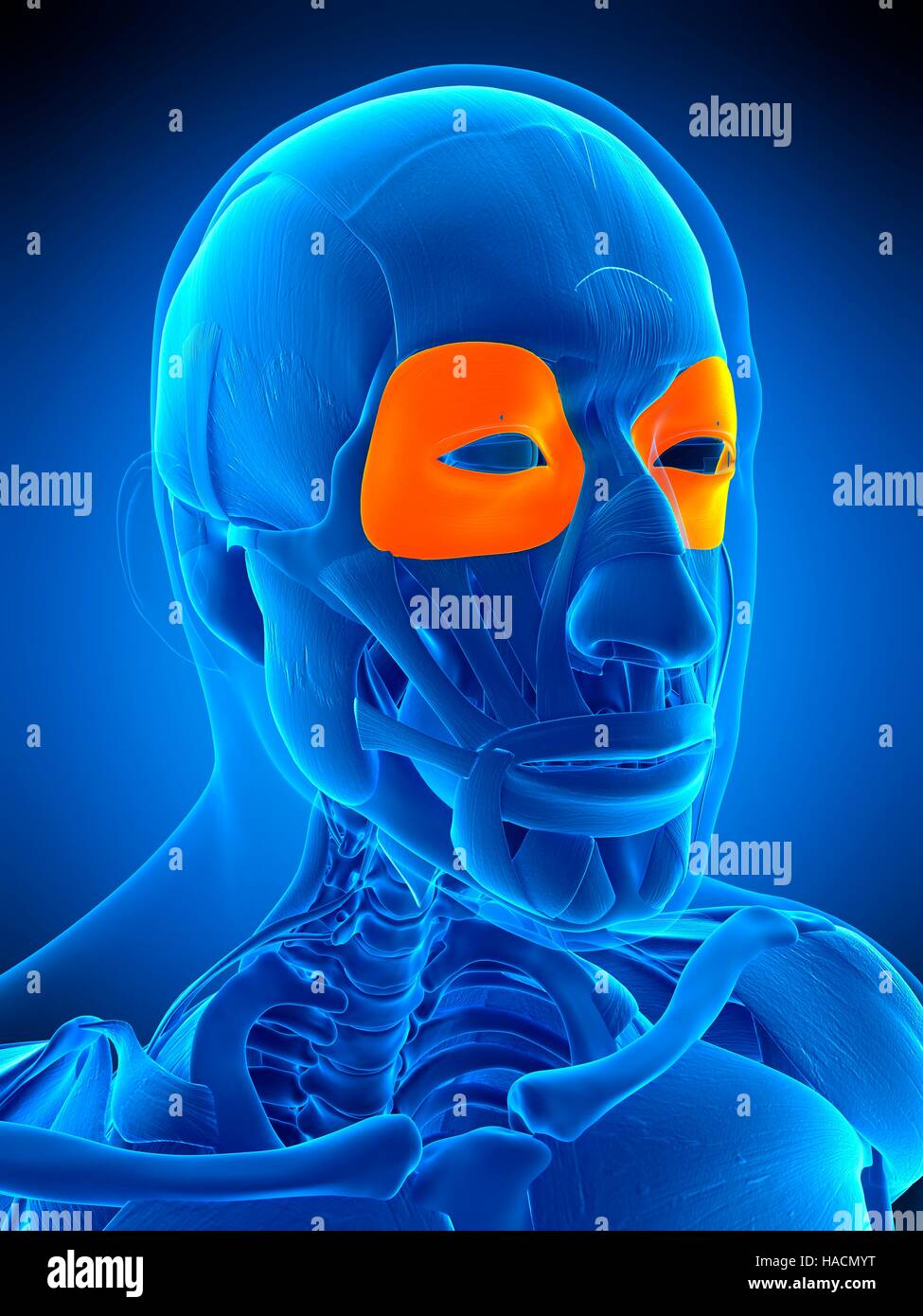 Orbicularis oculi muscle hi-res stock photography and images - Alamy