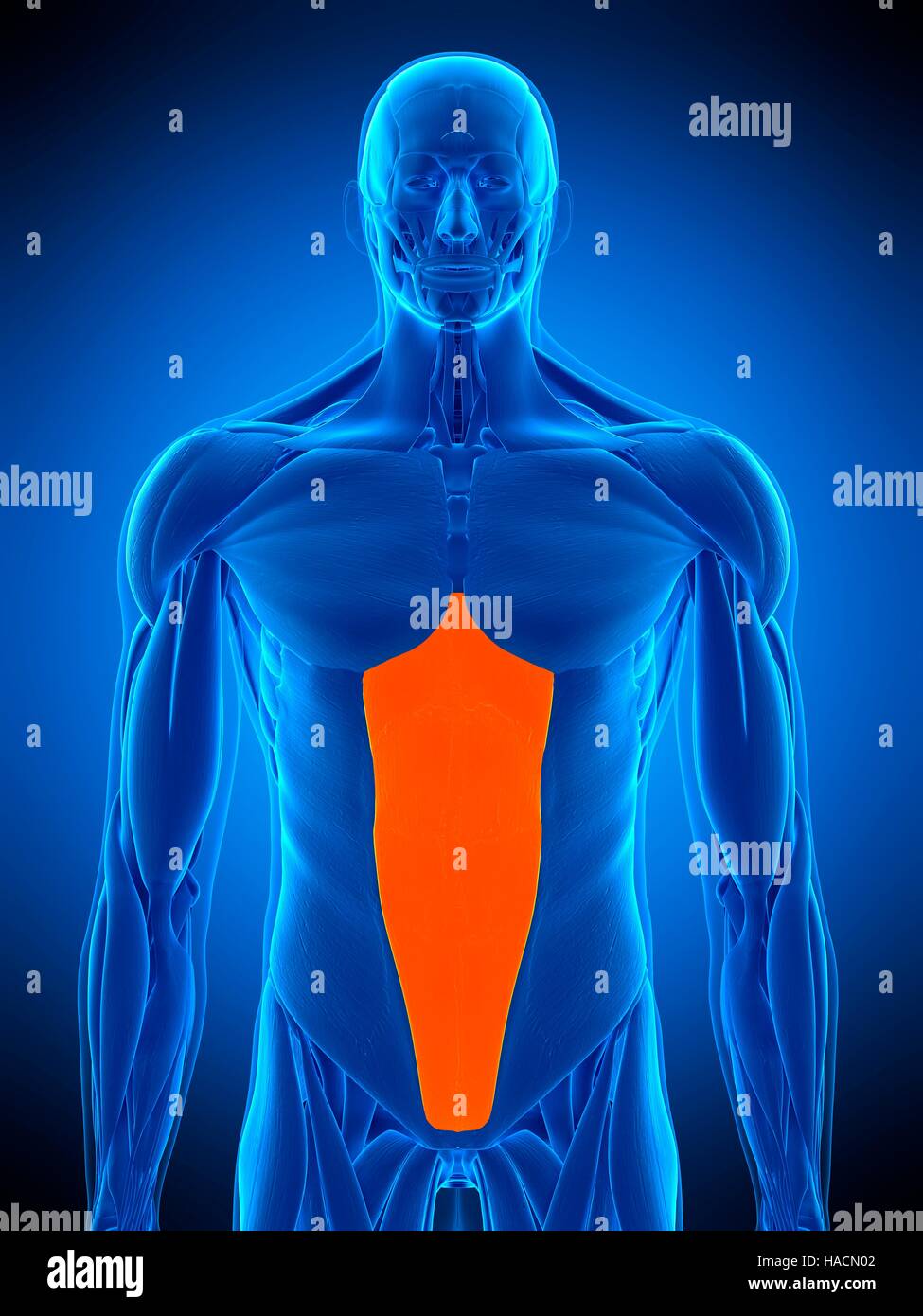 Abdominal rectus muscle hi-res stock photography and images - Alamy