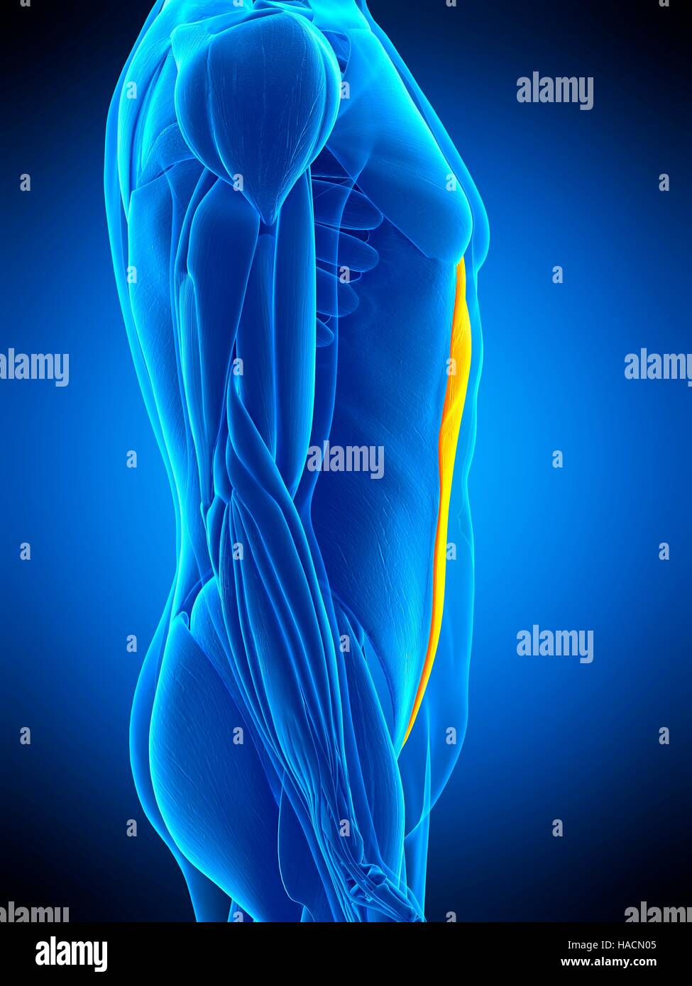 Abdominal Rectus Muscle High Resolution Stock Photography and Images ...