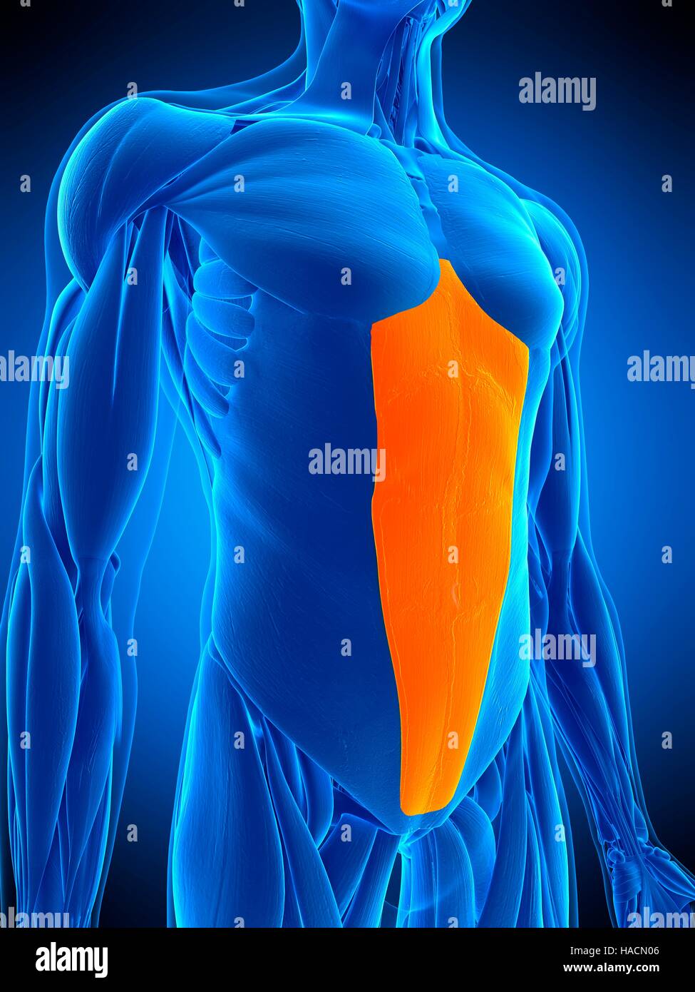 Abdominal rectus muscle hi-res stock photography and images - Alamy