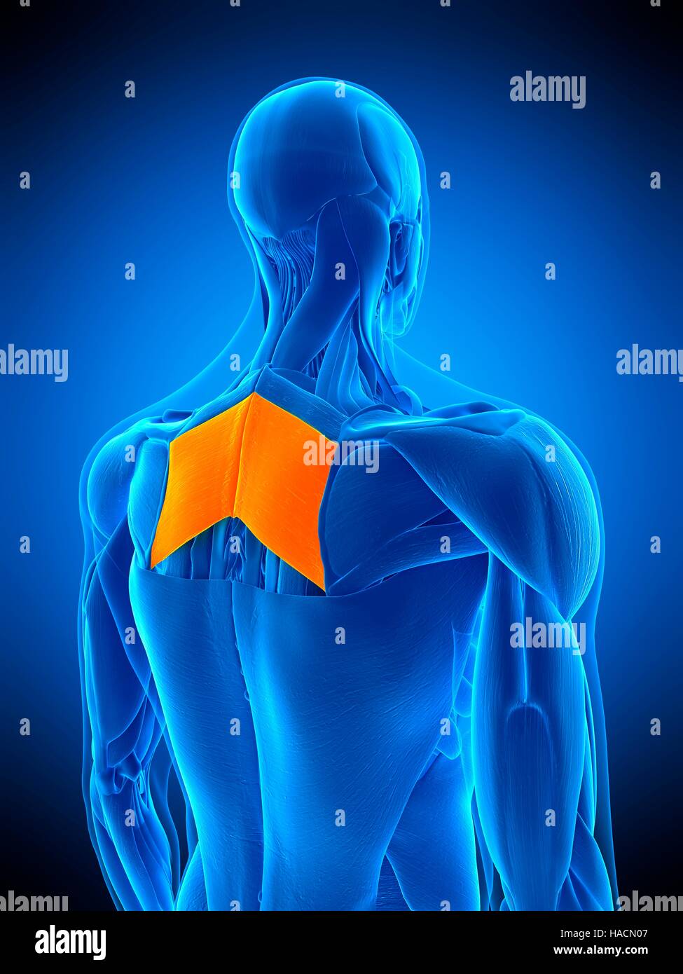 Illustration of the rhomboid major muscle Stock Photo - Alamy