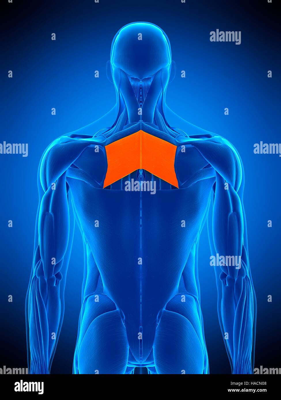 Rhomboid major hi-res stock photography and images - Alamy