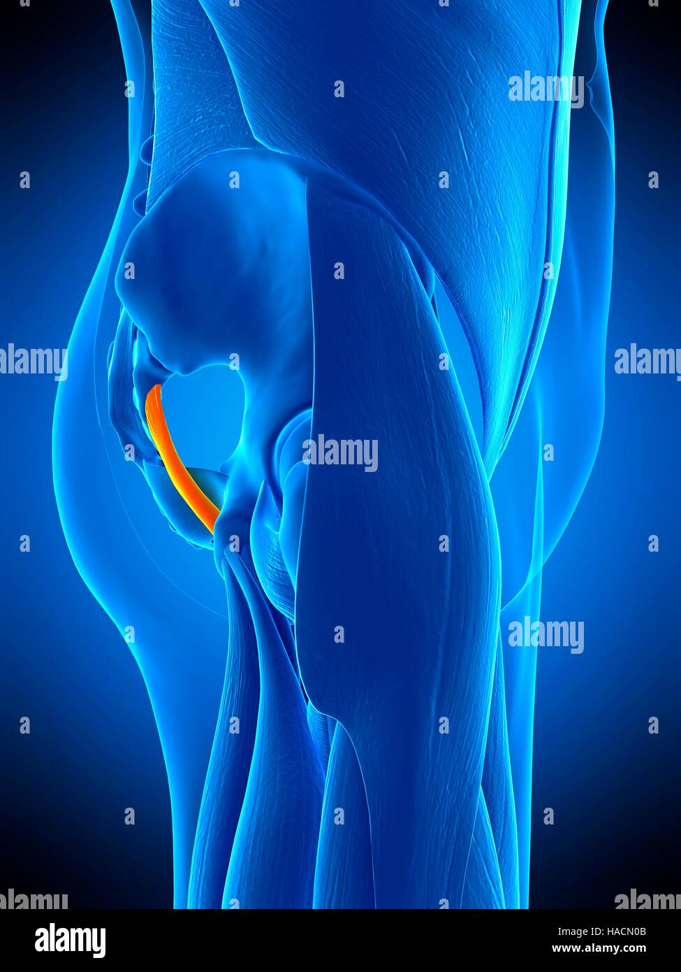 Sacrotuberous hi-res stock photography and images - Alamy