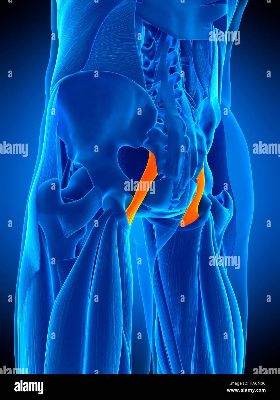 Sacrotuberous Ligament High Resolution Stock Photography and Images - Alamy