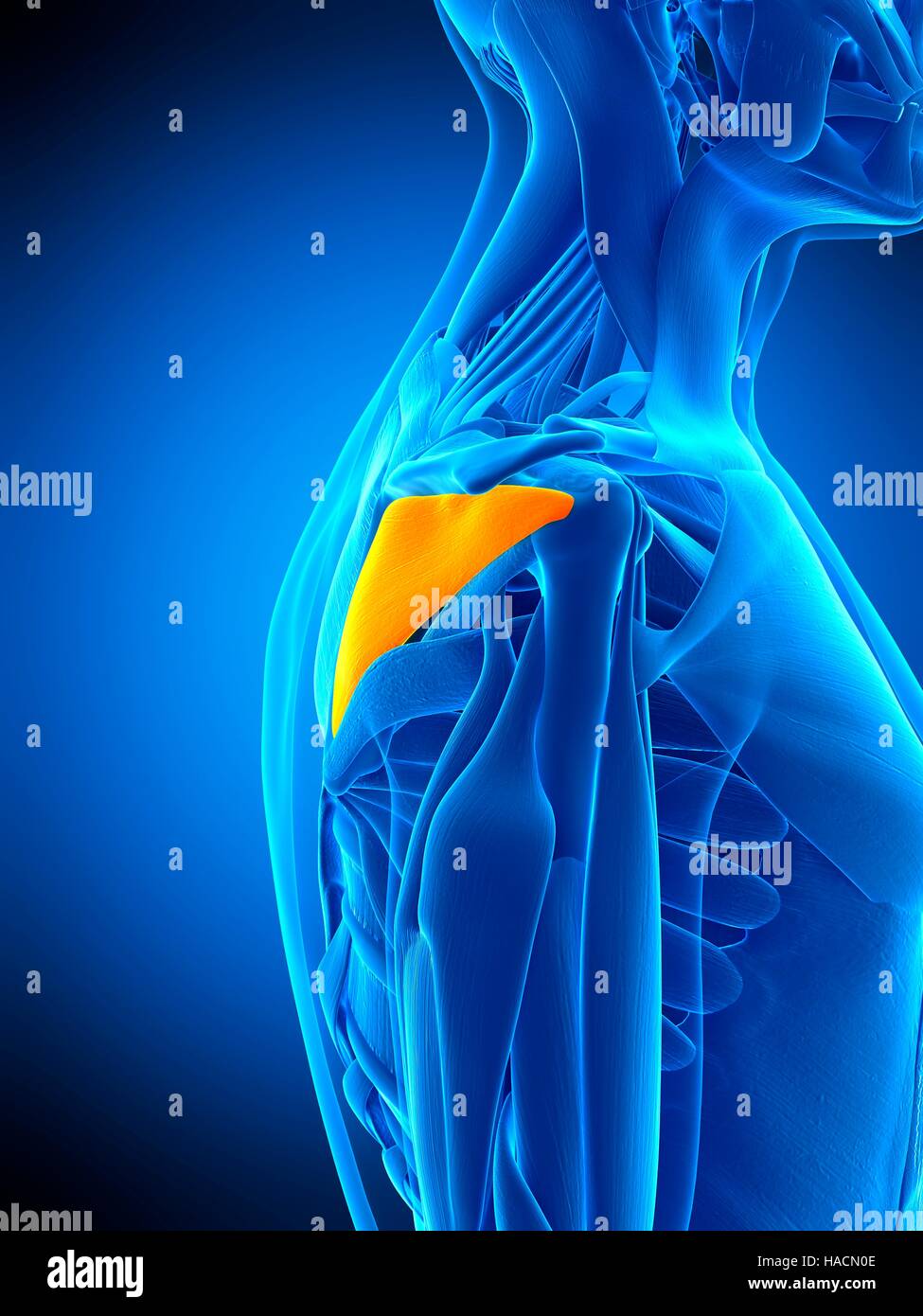 Infraspinatus muscle hi-res stock photography and images - Alamy