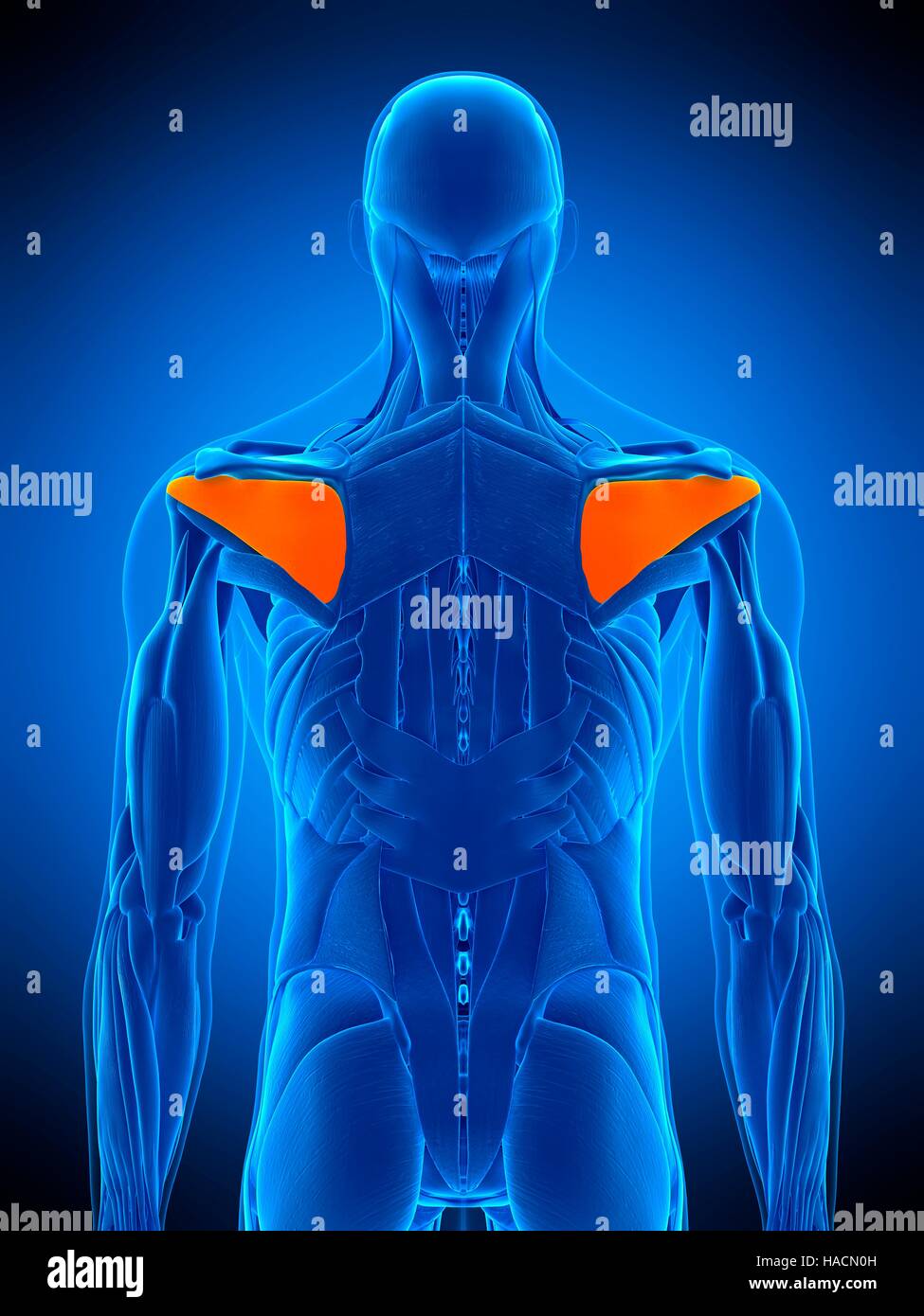 Illustration of the infraspinatus muscle Stock Photo - Alamy