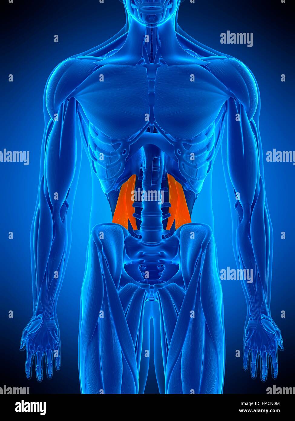 Quadratus lumborum hi-res stock photography and images - Alamy