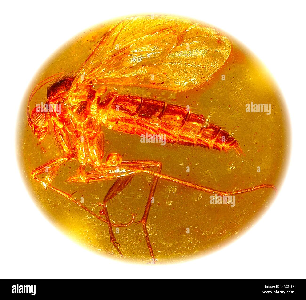 Macrophotograph of fossilized fungus gnat (Mycetophilidae) embedded in ...