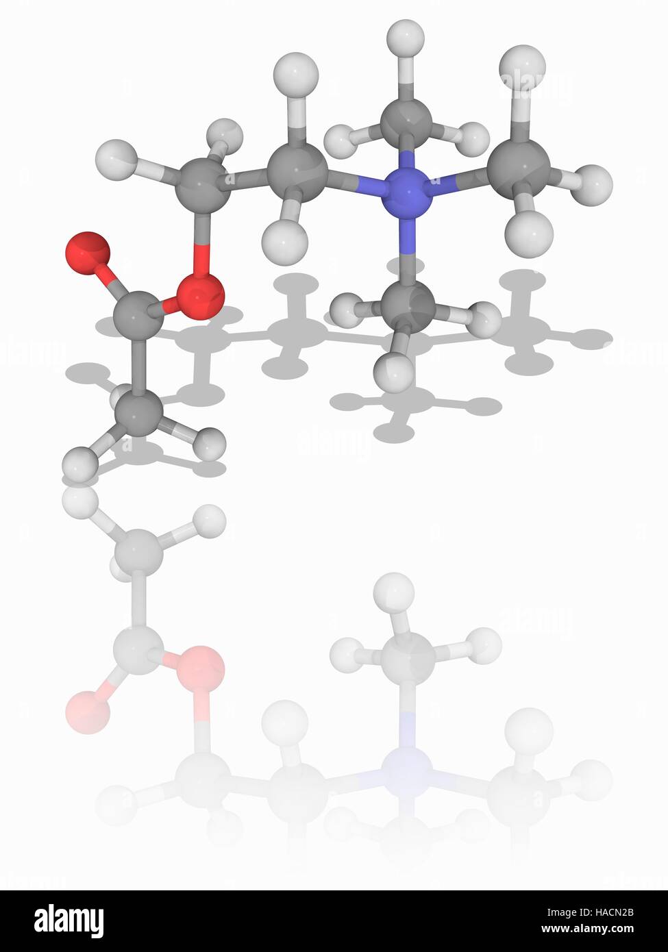 Acétylcholine Cut Out Stock Images & Pictures - Alamy