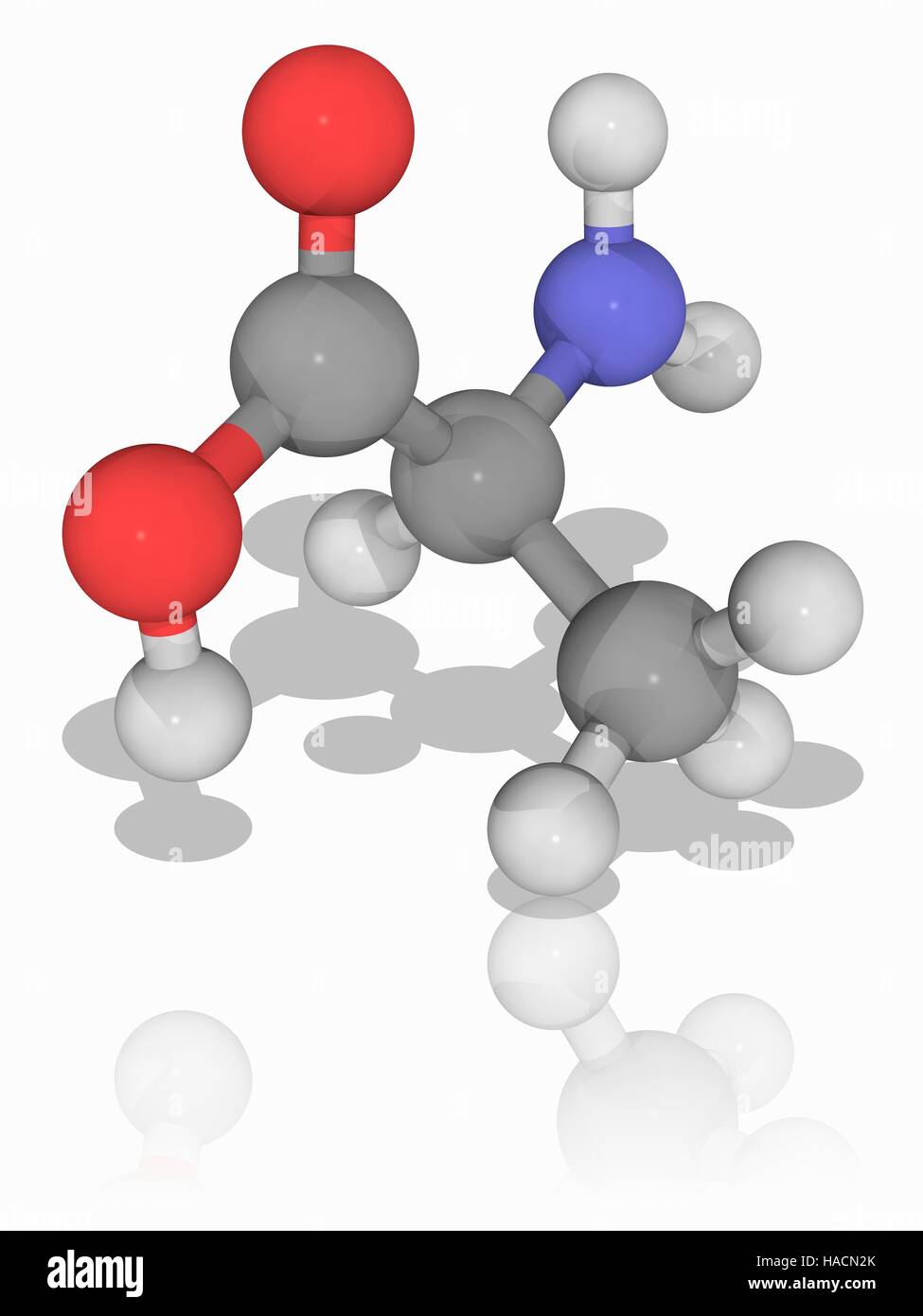 Alanine. Molecular model of the amino acid alanine (C3.H7.N.O2 ...