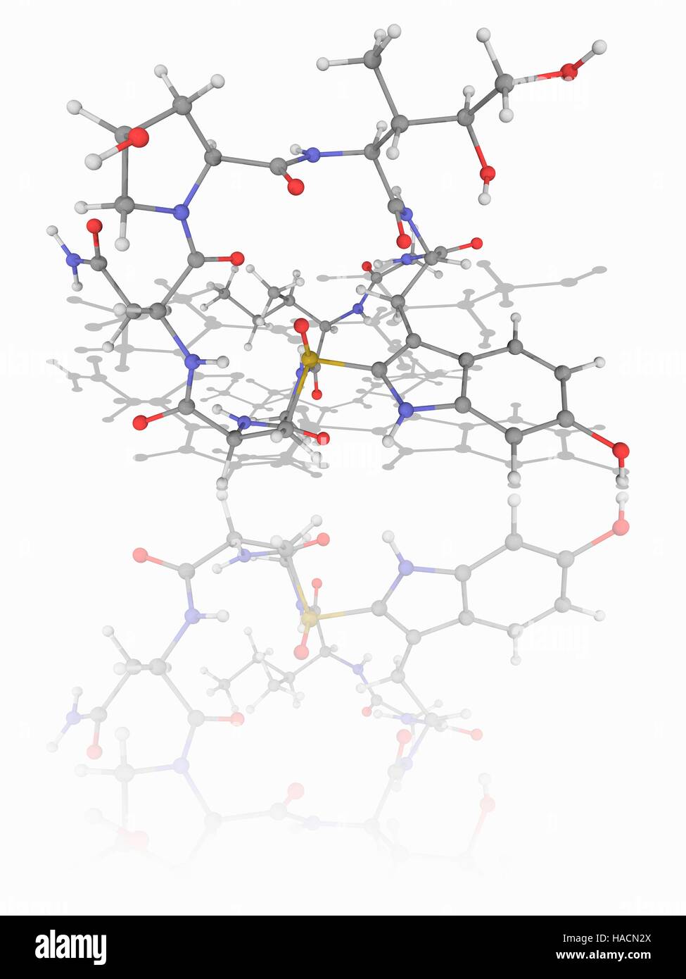 Alpha amanitin hi-res stock photography and images - Alamy