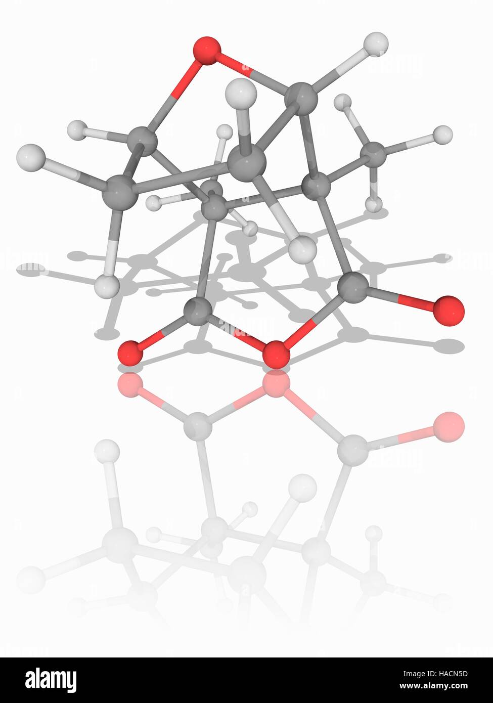 Cantharidin. Molecular model of the organic chemical (C10.H12.O4). This ...