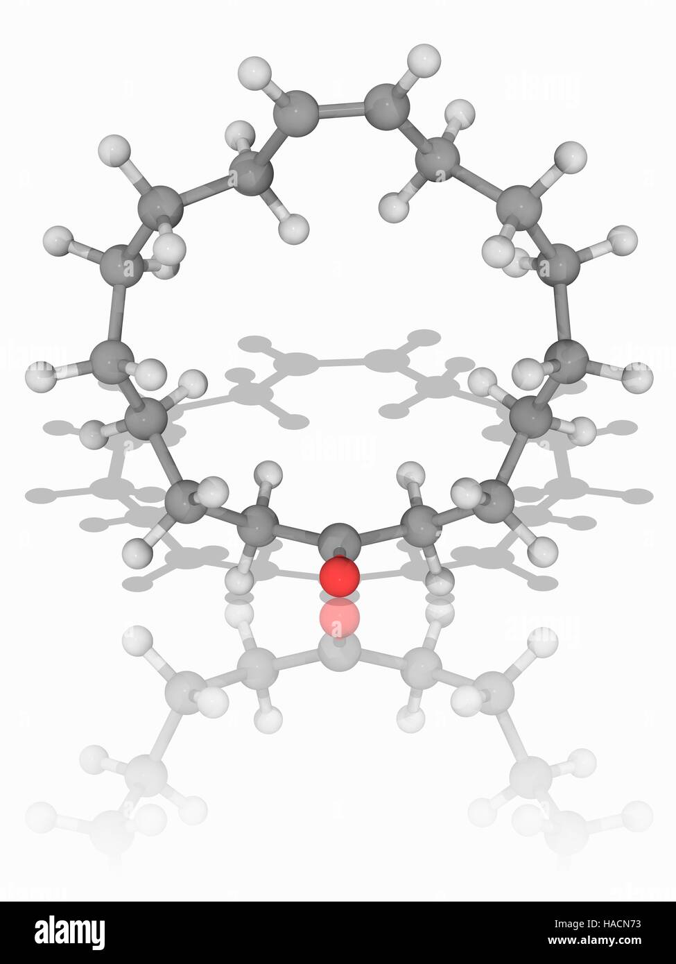 Civetone. Molecular model of the pheromone civetone (C17.H30.O), named ...