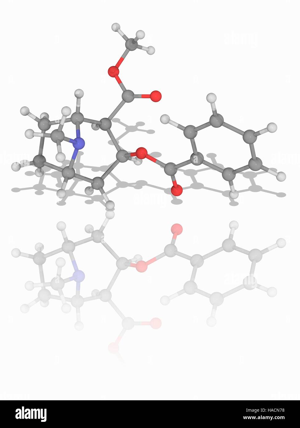 Cocaine. Molecular model of the alkaloid drug cocaine (C17.H21.N.O4 ...
