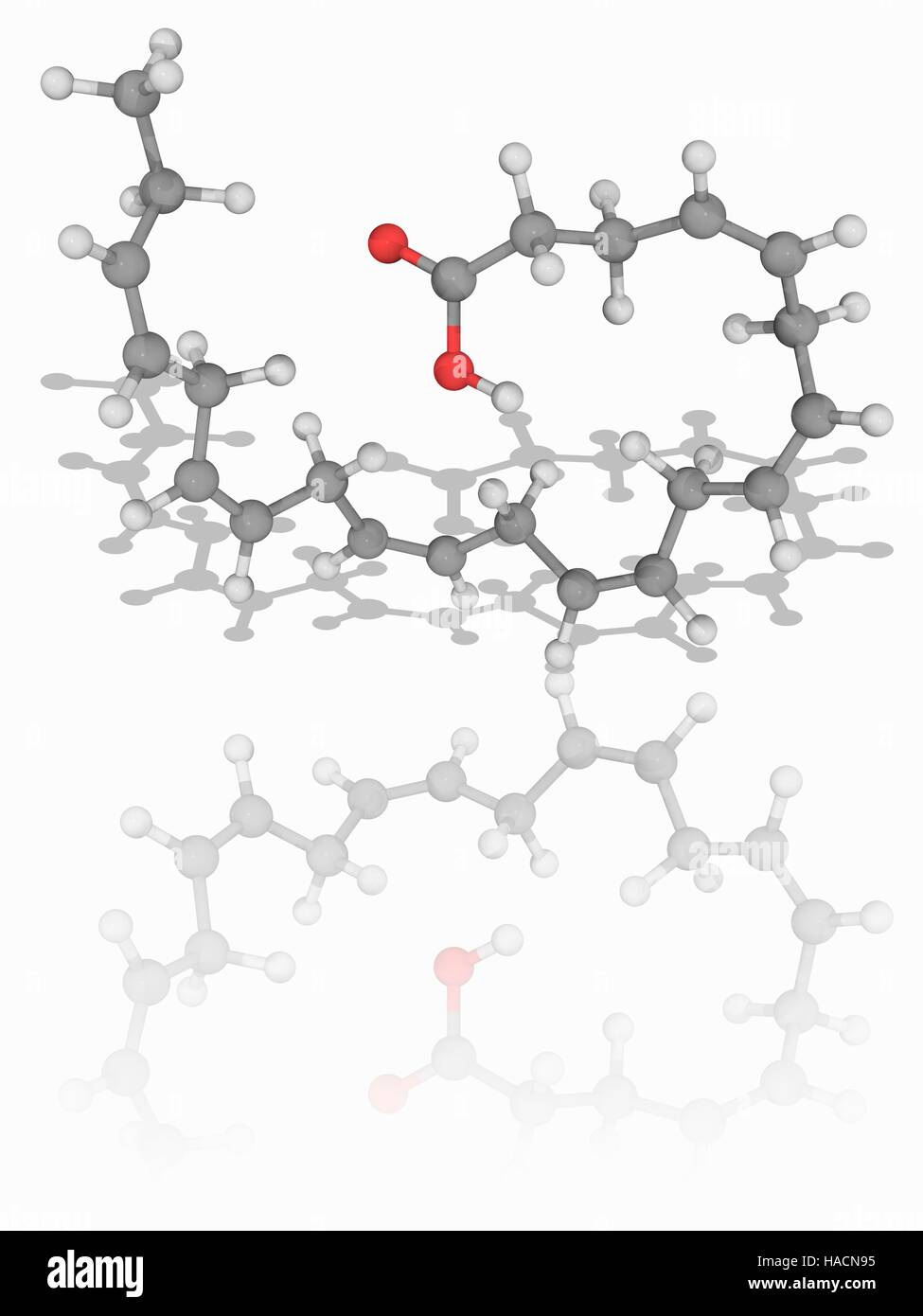 Docosahexaenoic acid. Molecular model of the omega-3 fatty acid ...