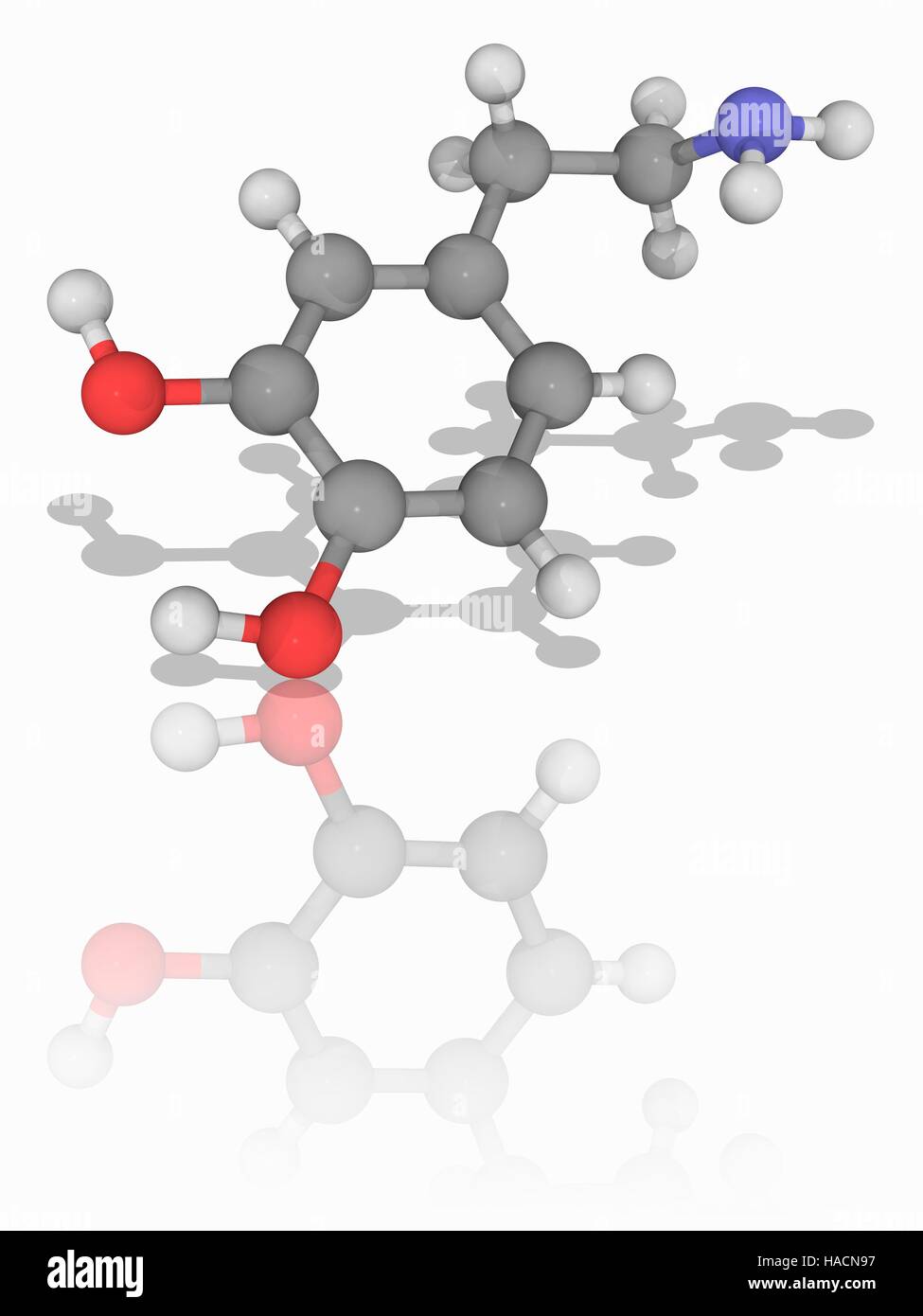 Dopamine. Molecular model of the organic compound domain (C8.H11.N.O2 ...