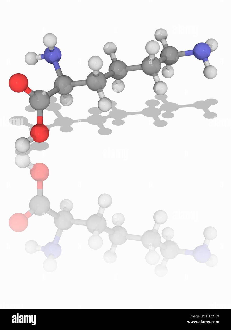 Lysine. Molecular model of the essential alpha-amino acid lysine (C6 ...