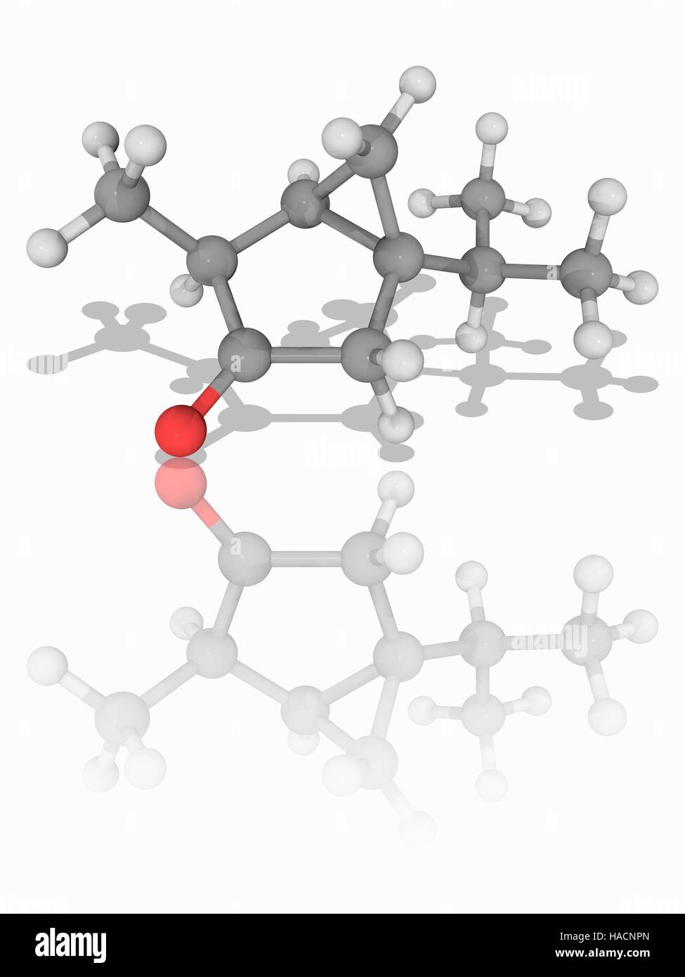 Thujone. Molecular model of the organic compound thujone (C10.H16.O ...