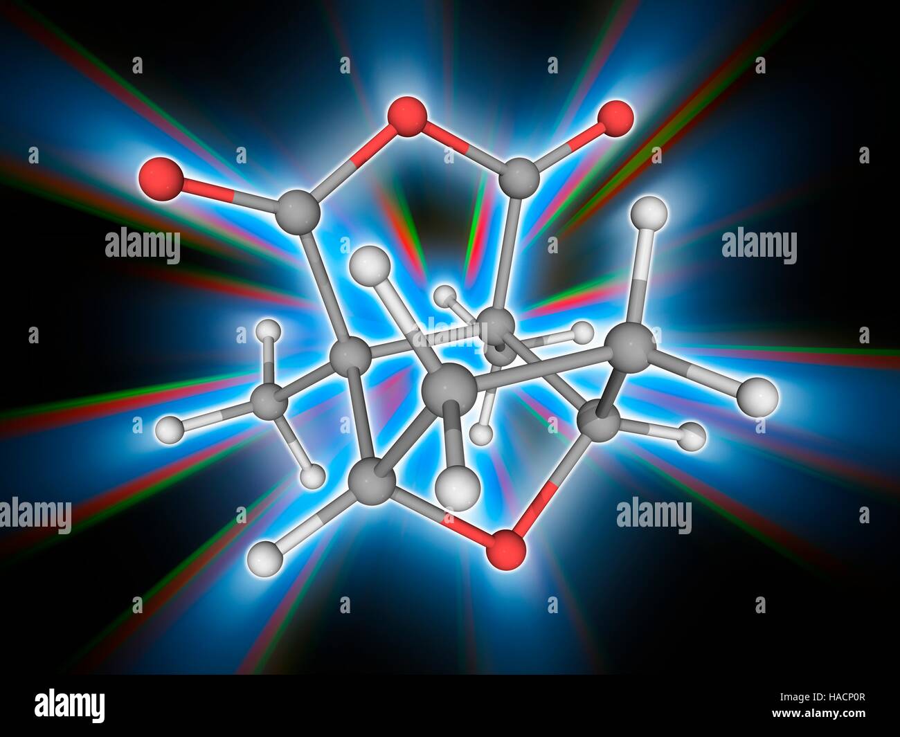 Cantharidin hi-res stock photography and images - Alamy